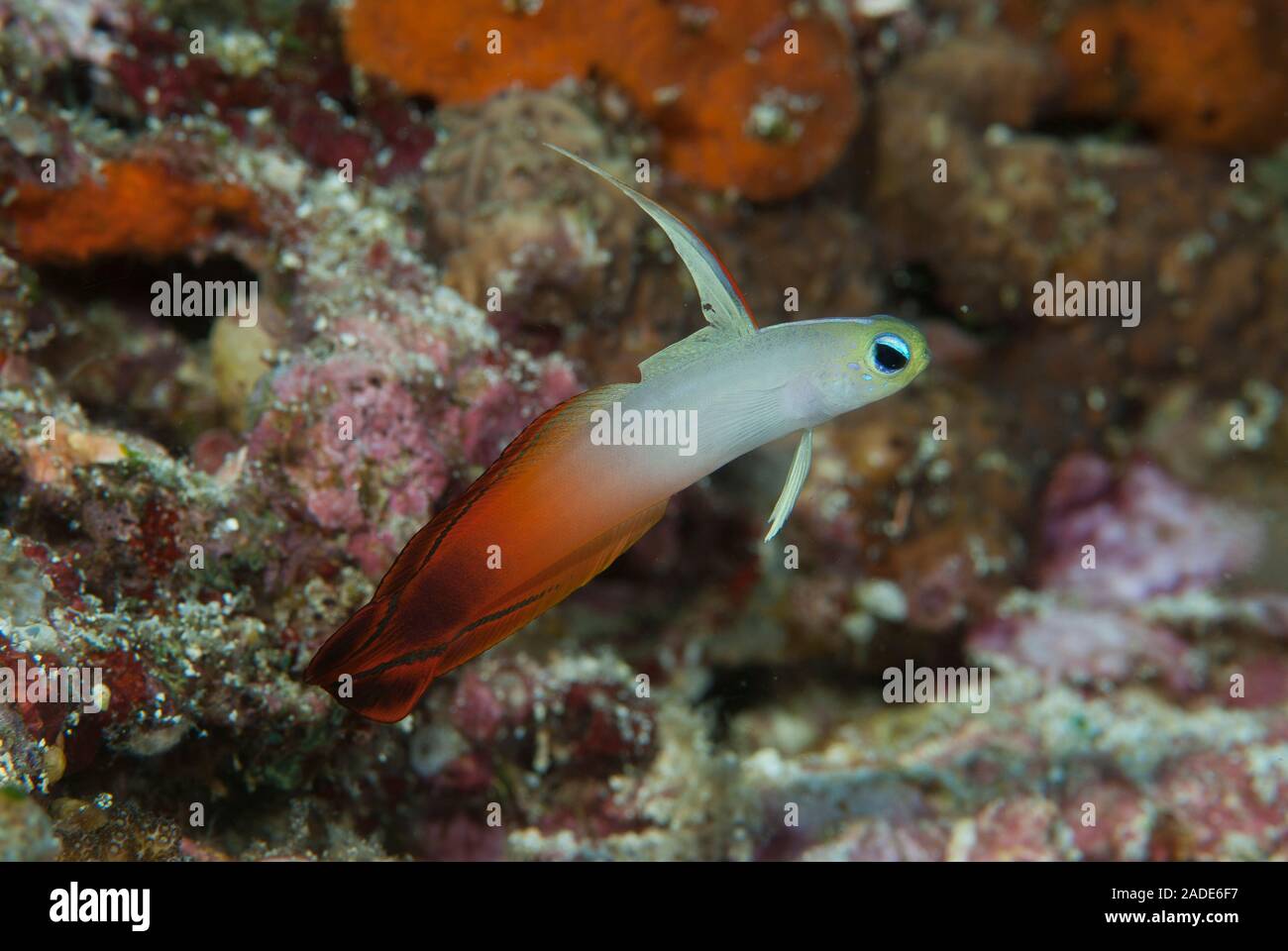 Fire gobies hi-res stock photography and images - Alamy