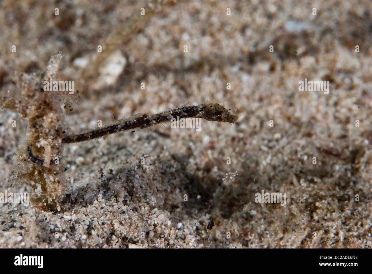 Pygmy pipefish hi-res stock photography and images - Alamy
