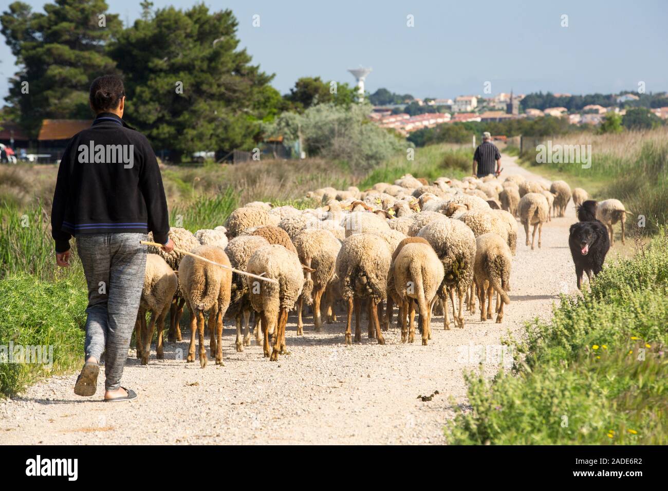 A shepherd driving sheep on saltmarsh near Narbonne, Languedoc, France ...