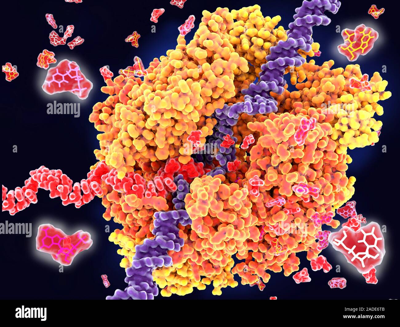 Illustration of RNA polymerase II in action in yeast. RNA (ribonucleic ...