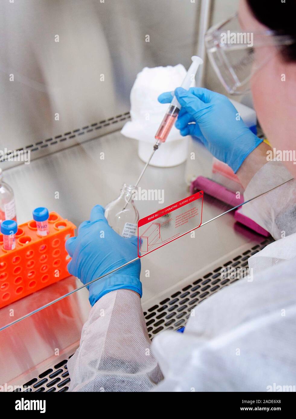 Scientist working with a cell culture solution under a negatively ...