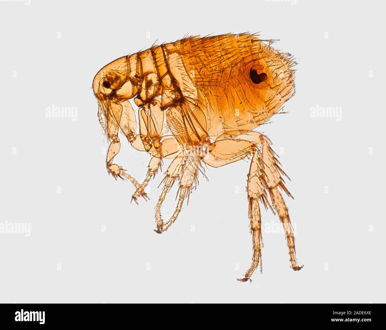 Light micrograph of the rat flea Xenopsylla cheopis. The rat flea plays ...