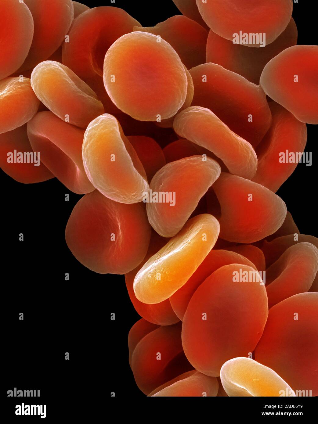 Coloured scanning electron micrograph (SEM) of human red blood cells in ...