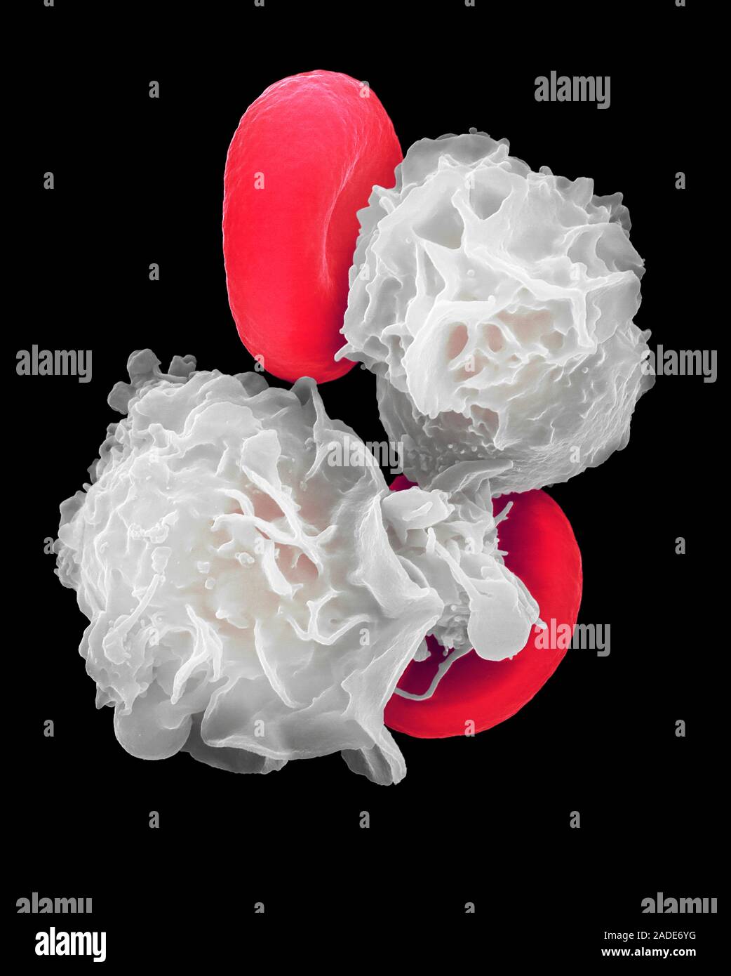 Coloured scanning electron micrograph (SEM) of granulocytic white blood ...