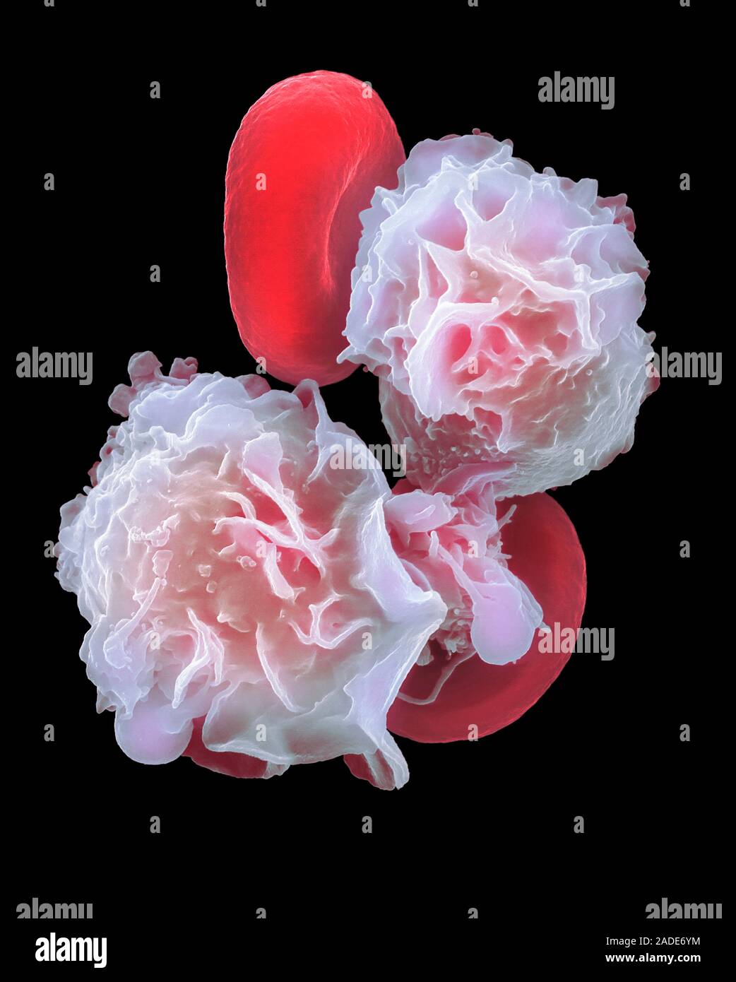 Coloured scanning electron micrograph (SEM) of granulocytic white blood ...