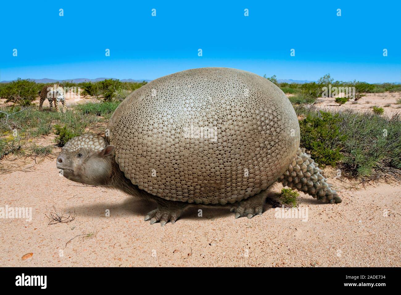 Glyptodon. Illustration and photo-reconstruction of the prehistoric armadillo Glyptodon ...
