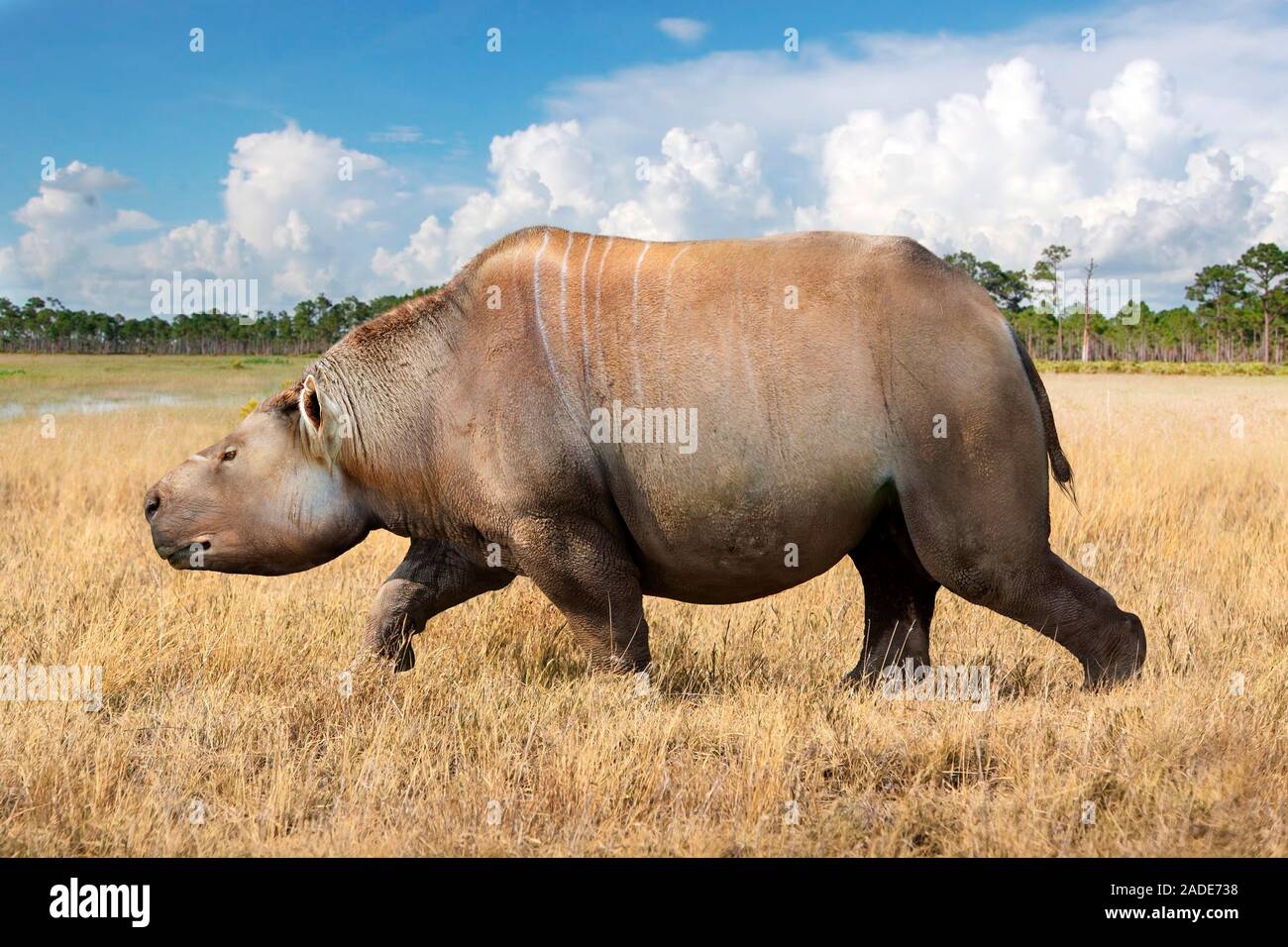 Mixotoxodon larensis. Illustration and photo-reconstruction of the ...