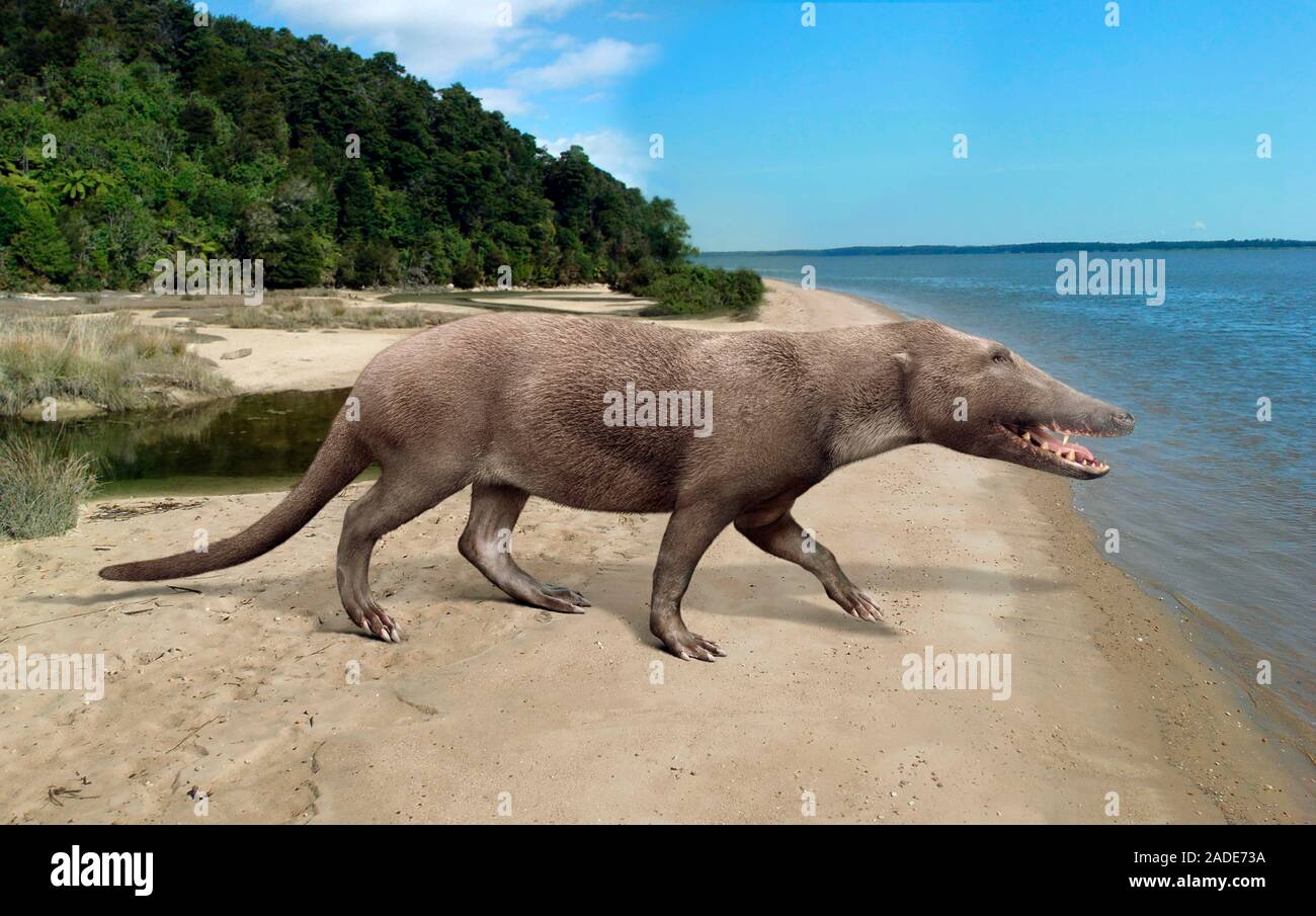 Pakicetus. Illustration and photo-reconstruction of the whale ancestor ...