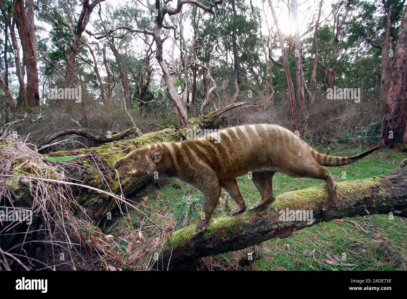 Queensland tiger. Illustration and photo-reconstruction of the striped ...