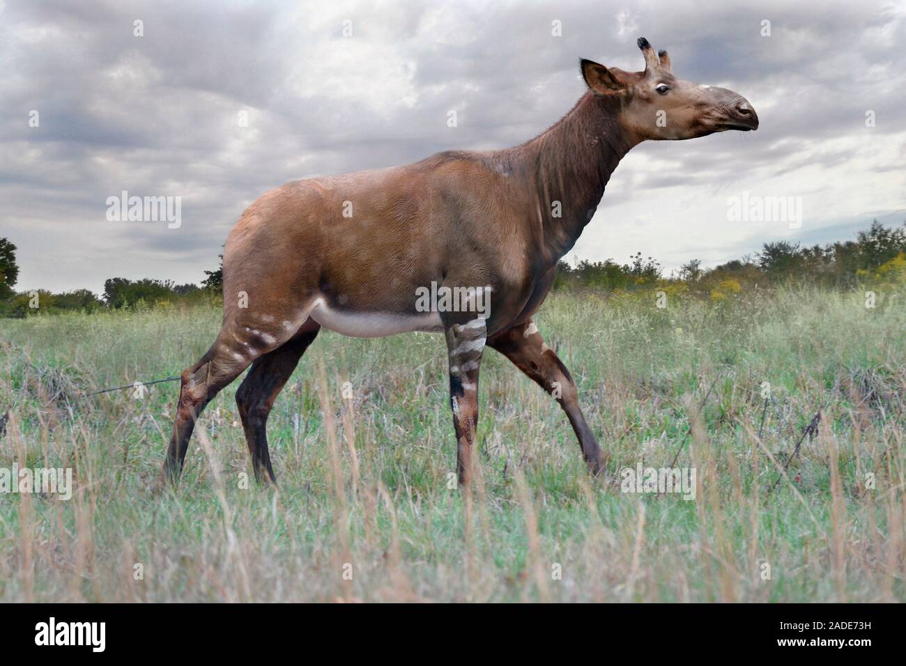 Samotherium, prehistoric giraffe. Illustration and photo-reconstruction ...