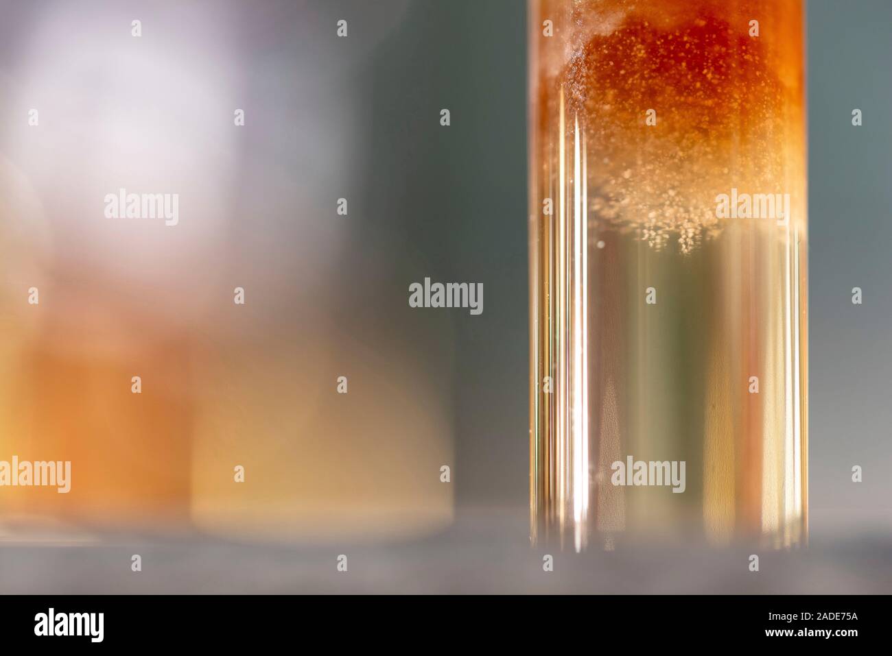 Close-up of bacterial growth (mainly Staphylococci) in a vial ...