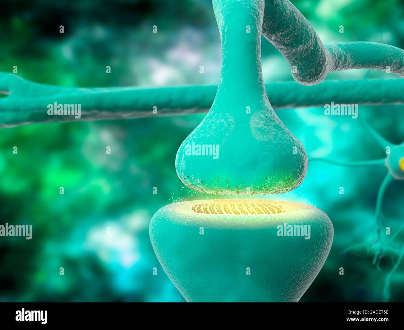Nerve synapse, illustration. When an electrical signal reaches the ...