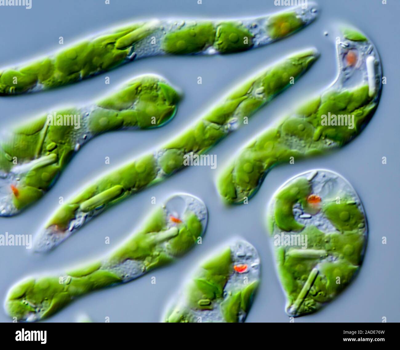 Euglena intermedia (Greek eu, primitive and Greek glene, eye) protists ...