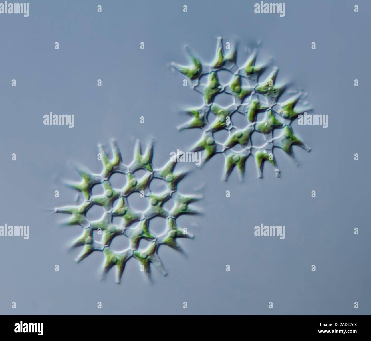 Light micrograph of Pediastrum duplex (Greek pedion, plain and Greek ...