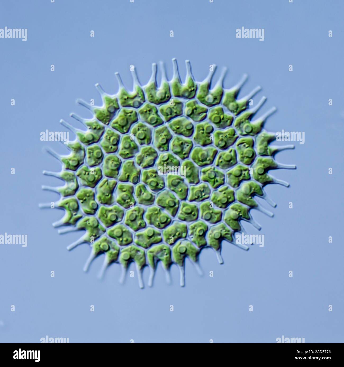 Light micrograph of Pediastrum boryanum (Greek pedion, plain and Greek ...