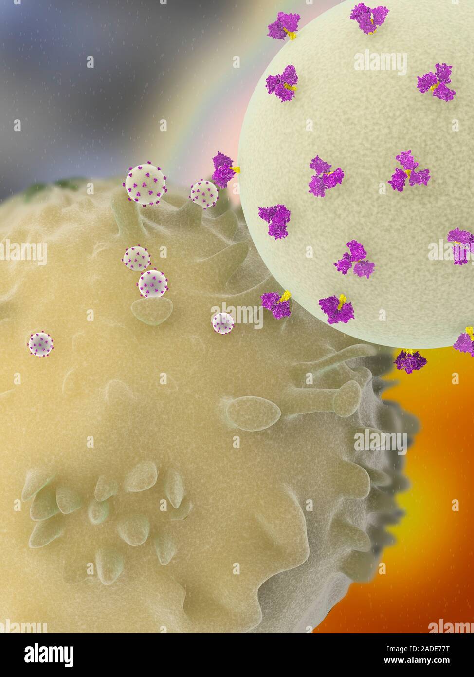 Illustration of a human T-lymphocyte (T-cell, left) being infected by ...