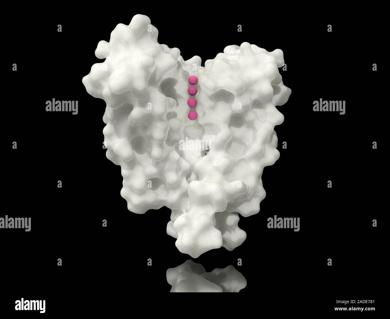 Voltage-gated potassium channel. Computer model showing the molecular ...