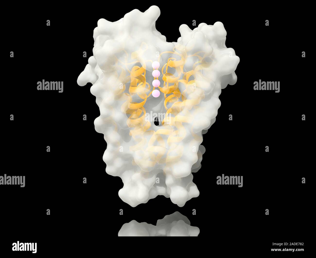 Voltage-gated potassium channel. Computer model showing the molecular ...