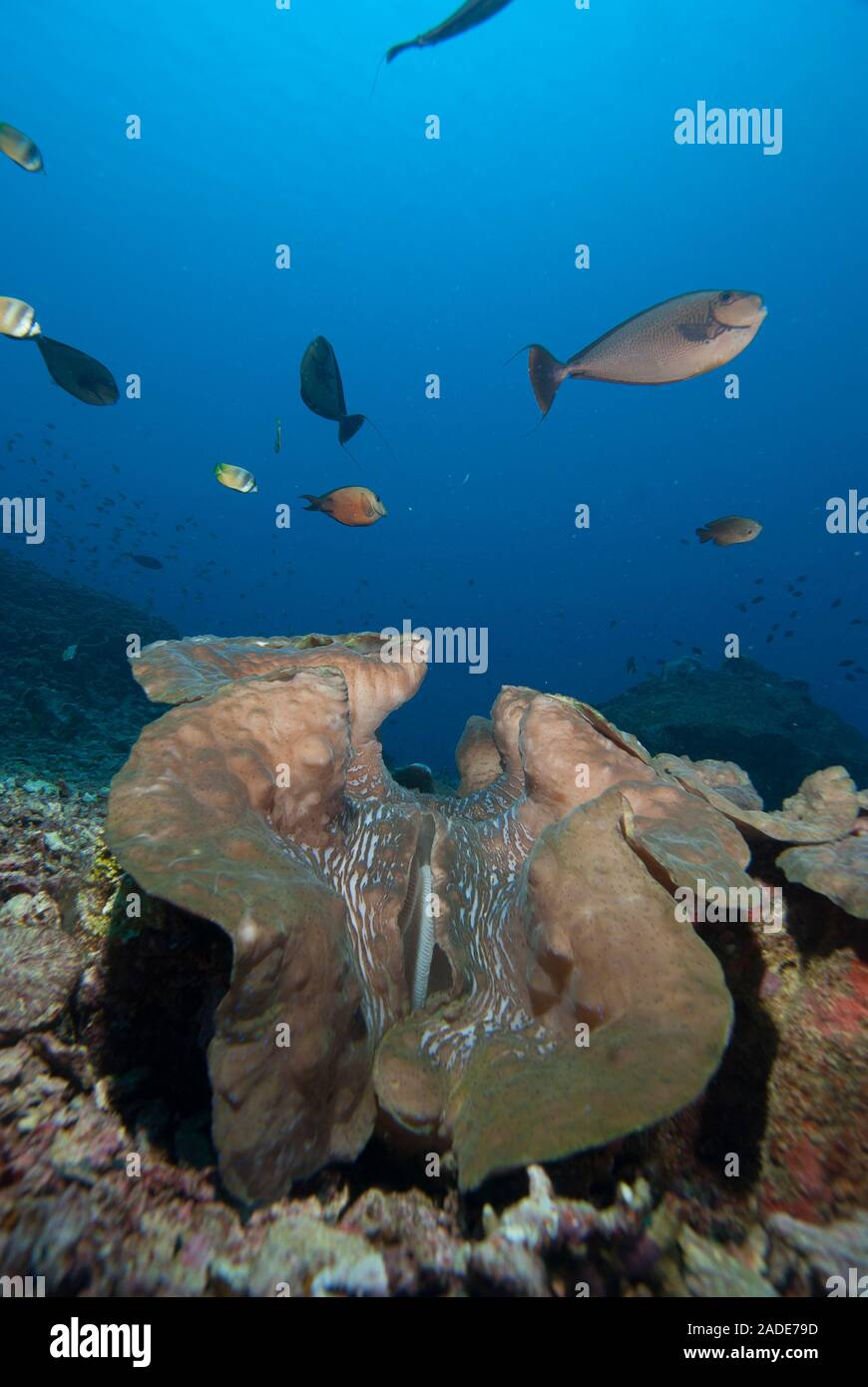 Giant clam Tridacna gigas Stock Photo - Alamy