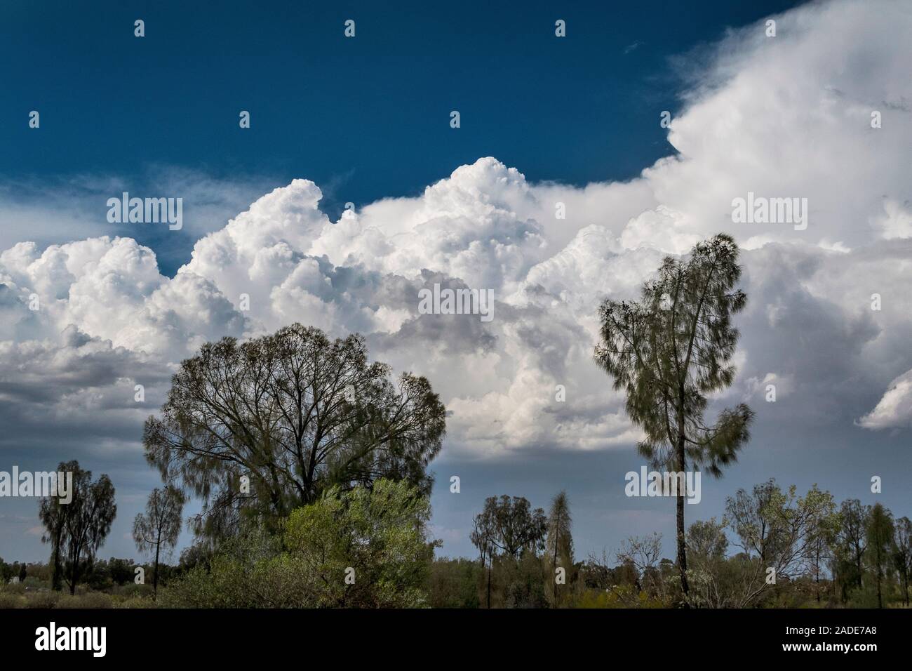Cumulus congestus and storm clouds behind trees in Australia. These ...