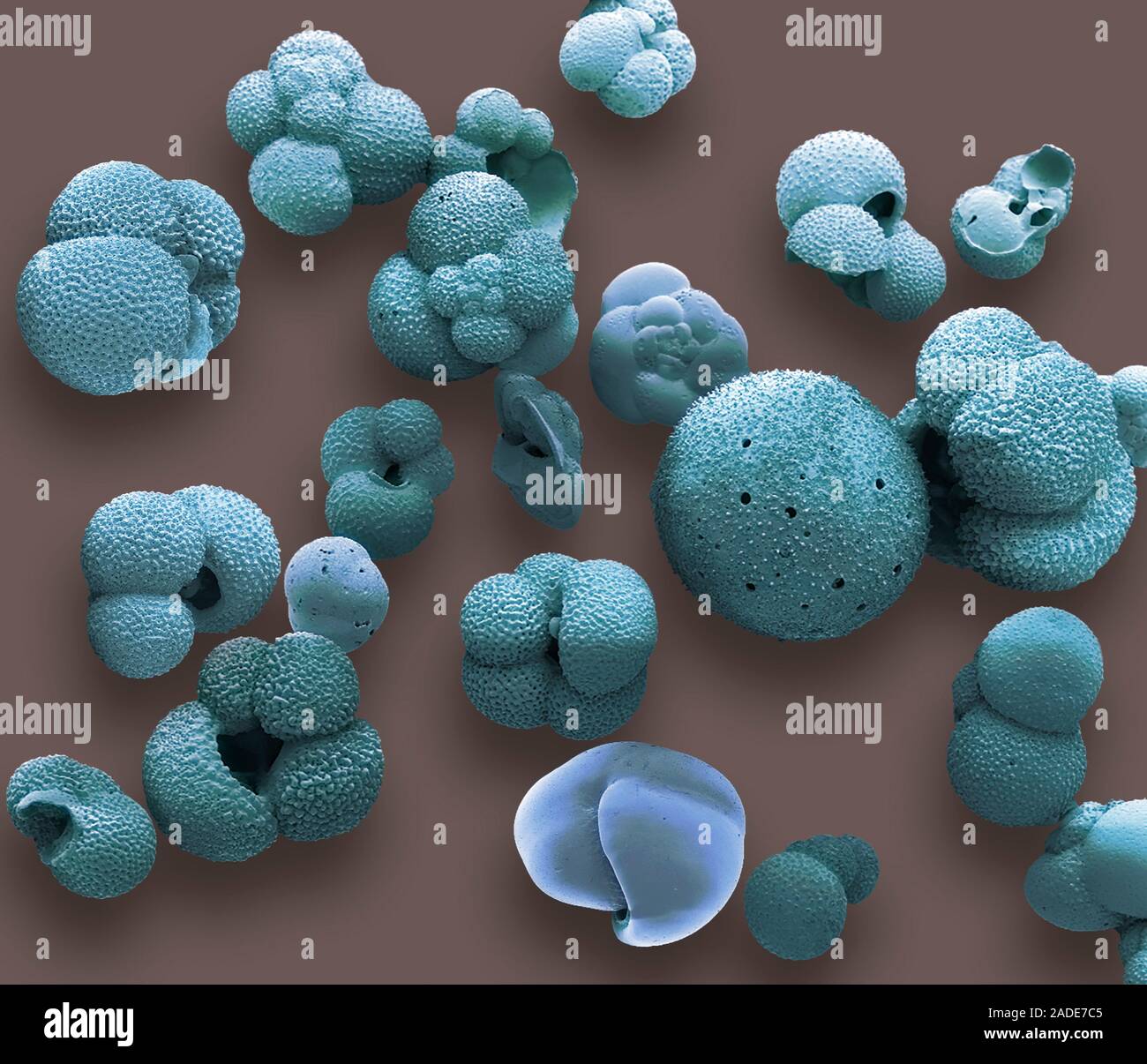 Foraminifera. Coloured scanning electron micrograph (SEM) of a ...