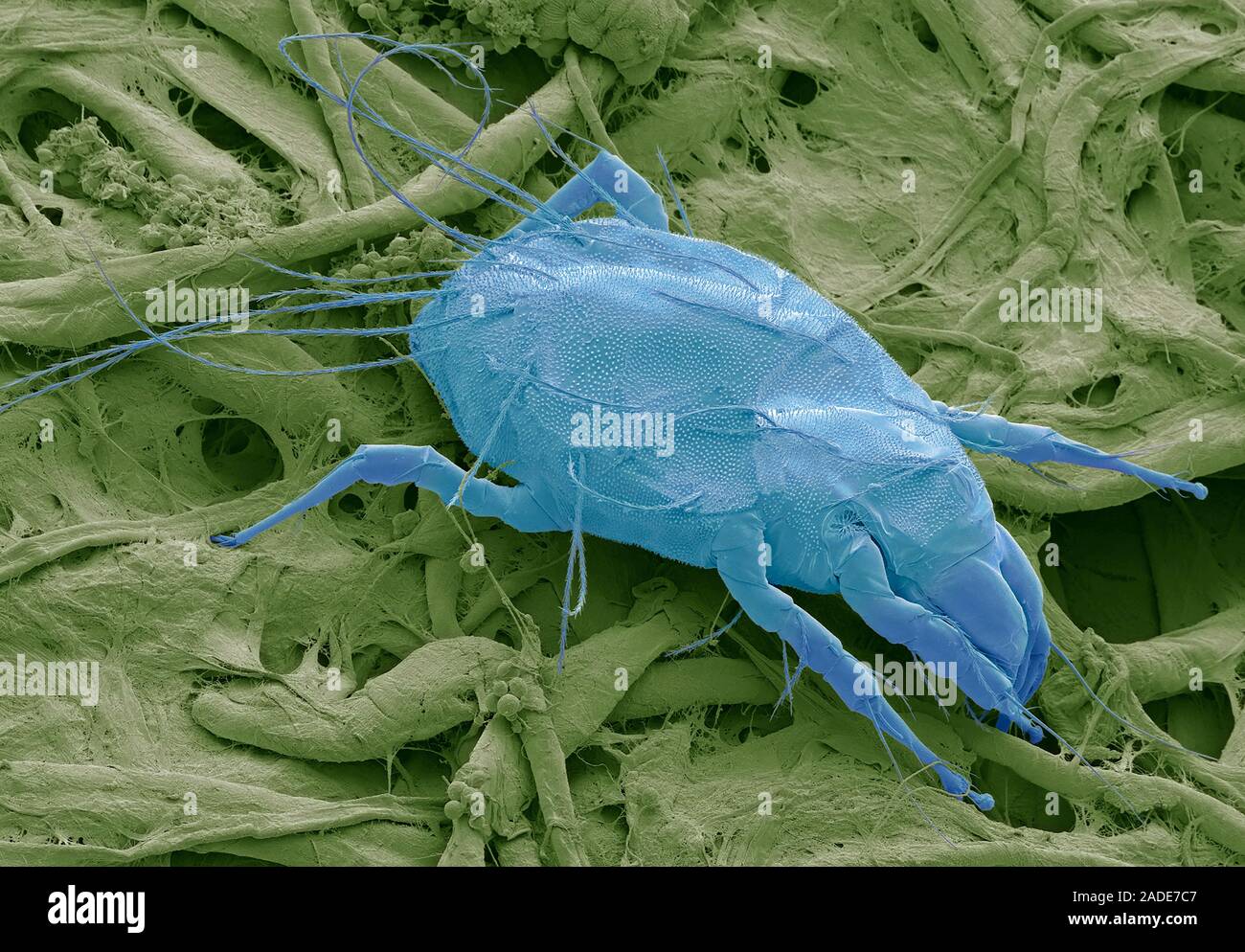 Water mite. Coloured scanning electron micrograph (SEM) of a mite found ...