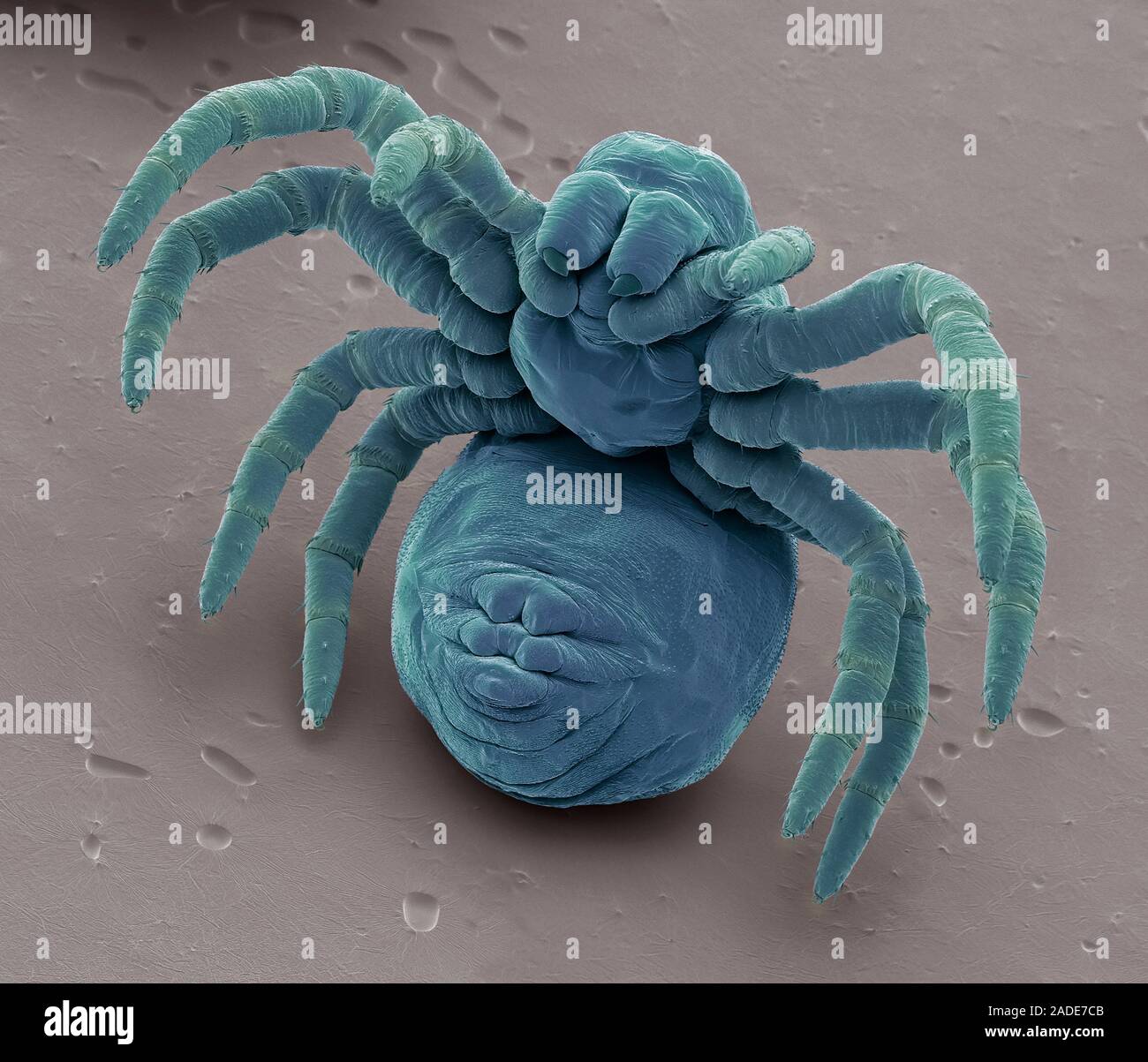Newly hatched spiderling. Coloured scanning electron micrograph (SEM ...