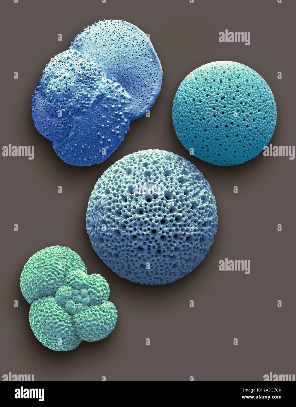 Foraminifera. Coloured scanning electron micrograph (SEM) of a ...