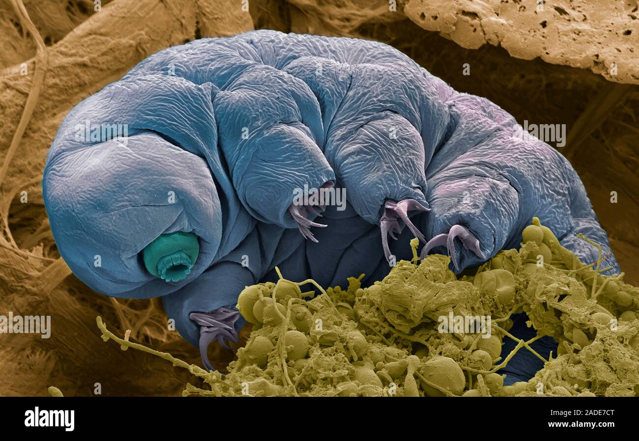 Water bear. Coloured scanning electron micrograph (SEM) of a water bear ...