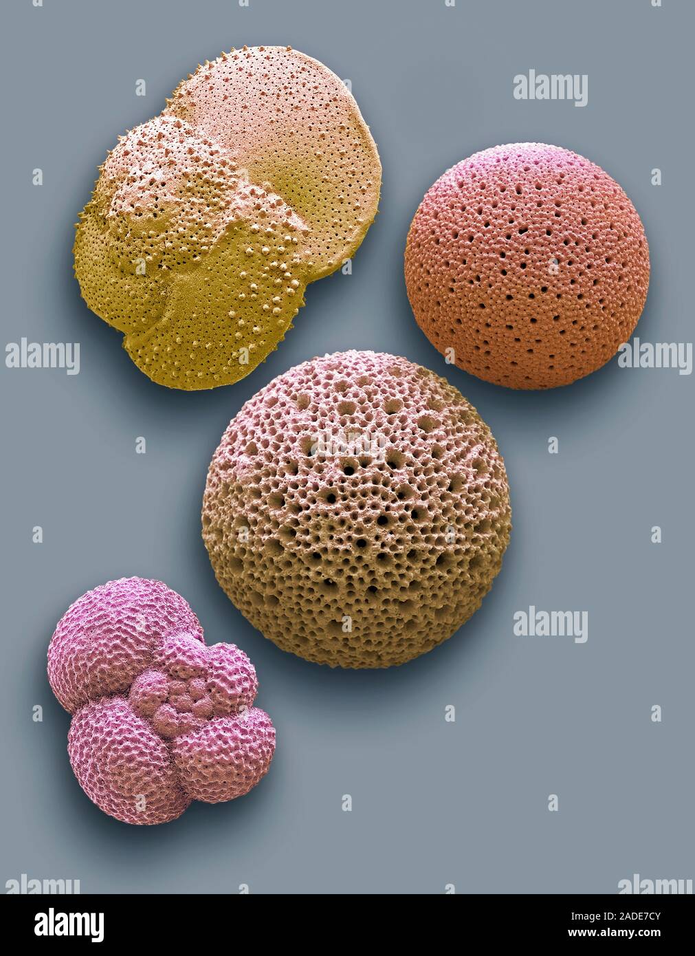 Foraminifera. Coloured scanning electron micrograph (SEM) of a ...