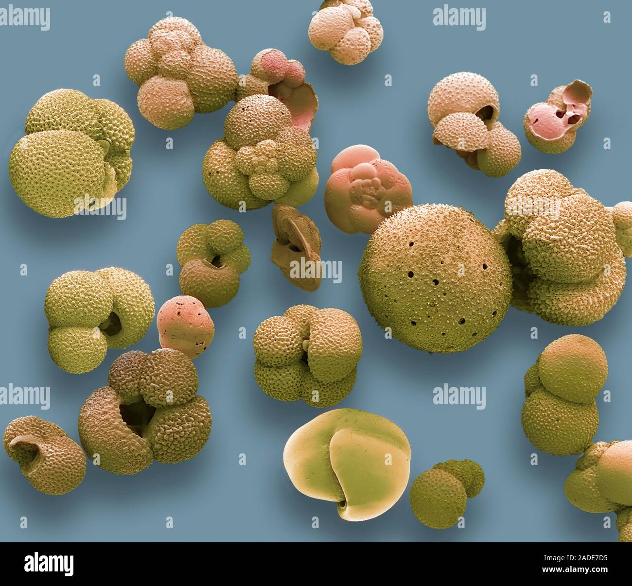 Foraminifera. Coloured scanning electron micrograph (SEM) of a ...