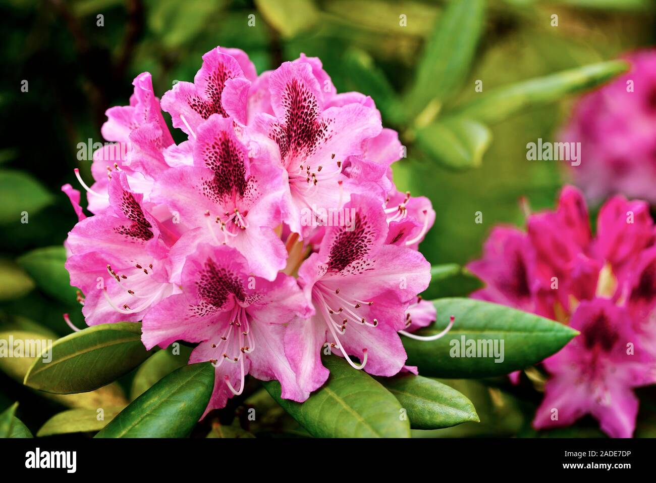 Rhododendron 'Pink Pearl' Stock Photo - Alamy