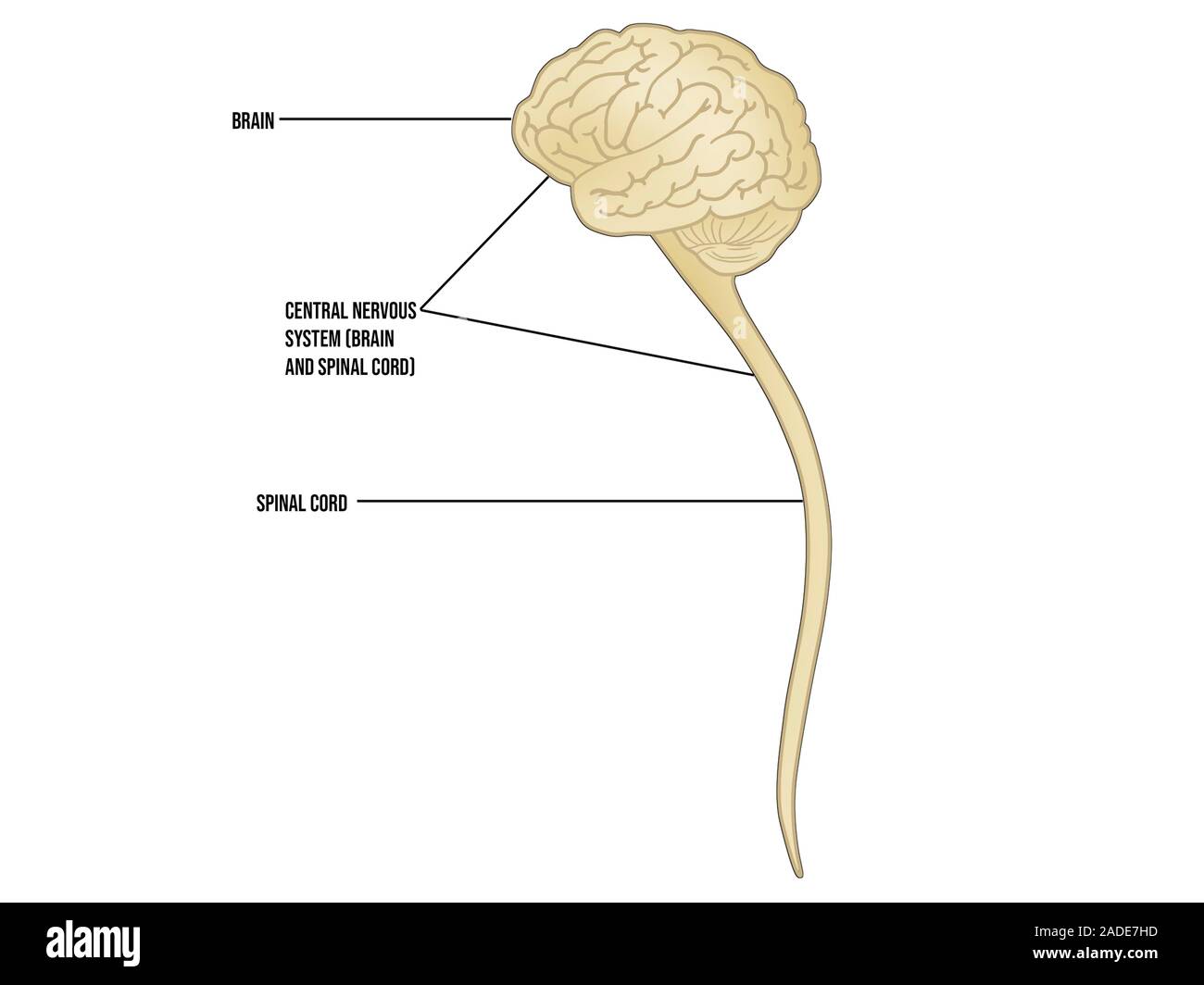 Brain and spinal cord, illustration. Together, these make up the body's central nervous system ...