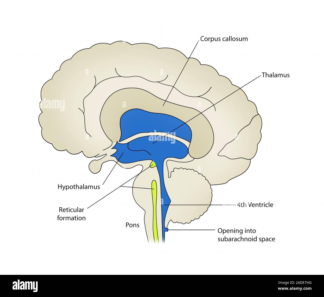 Brain anatomy, illustration. The front of the brain is at left. This ...