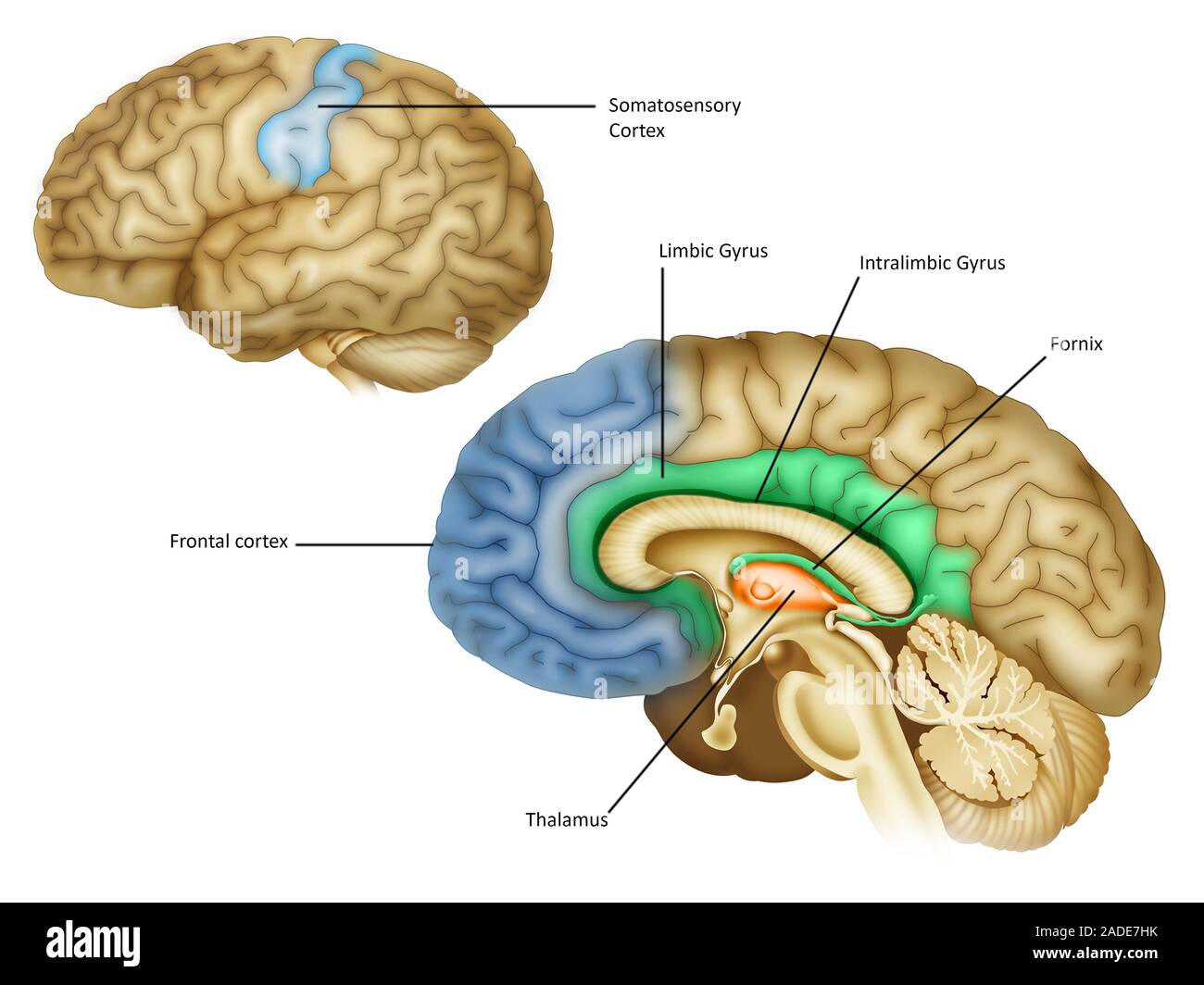 Brain anatomy, illustration. The front of the brain is at left. At ...