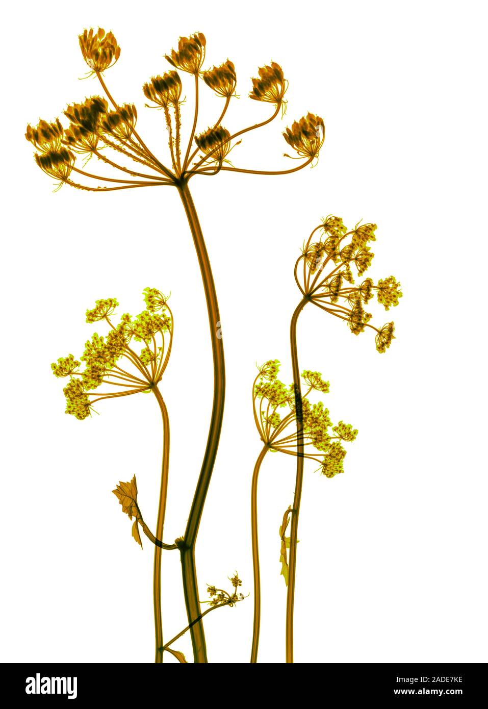 Cow parsley (Anthriscus sylvestris) flowers and seed heads, coloured X ...