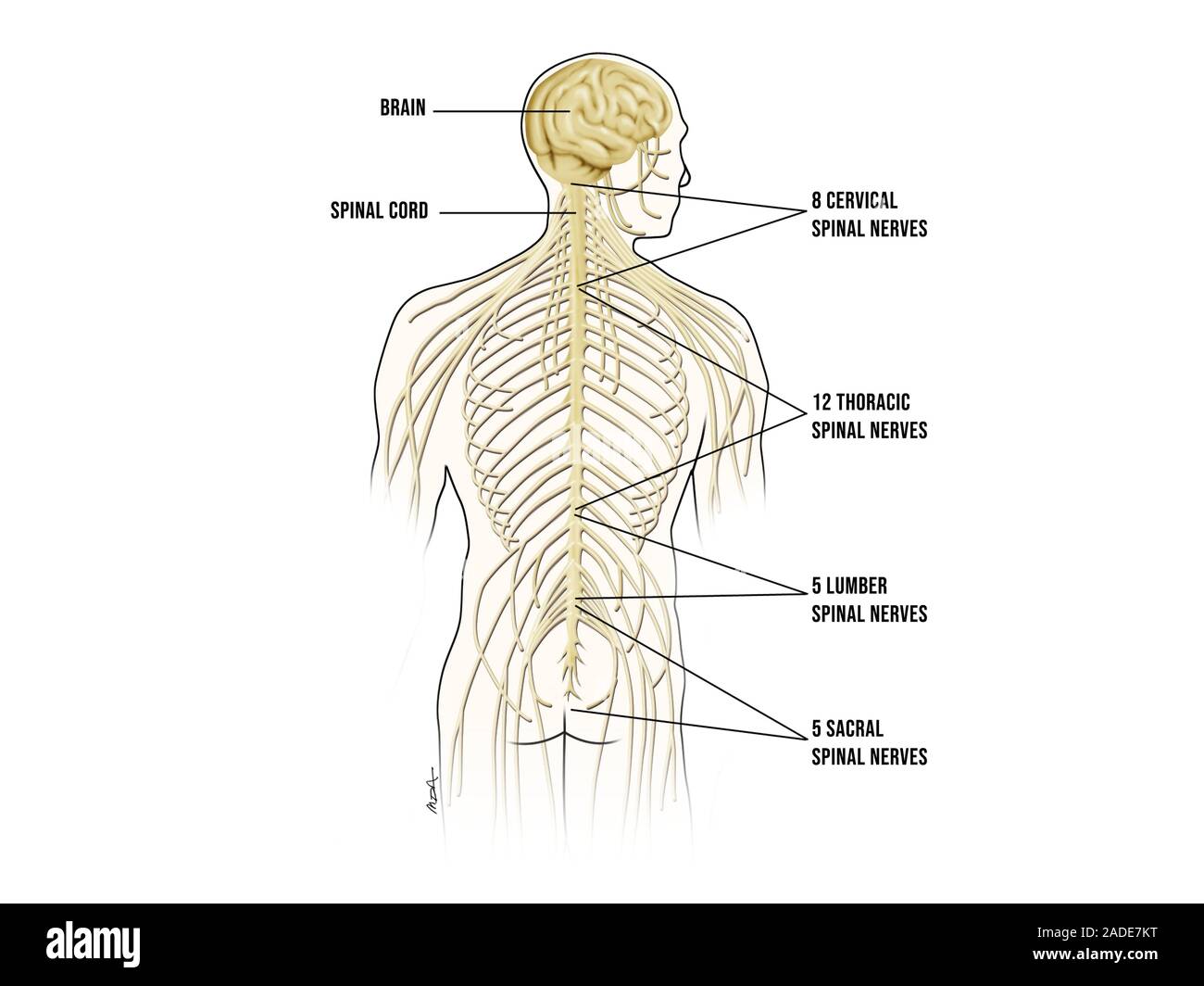 Spinal nerve anatomy, illustration. The brain and spinal cord form the ...
