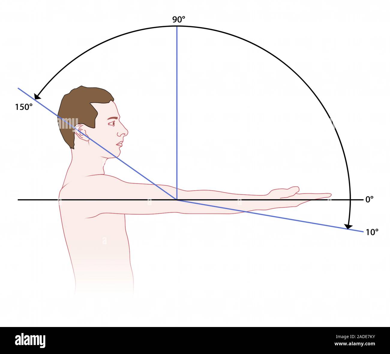 Elbow movement range. Diagram showing the degree to which the elbow ...