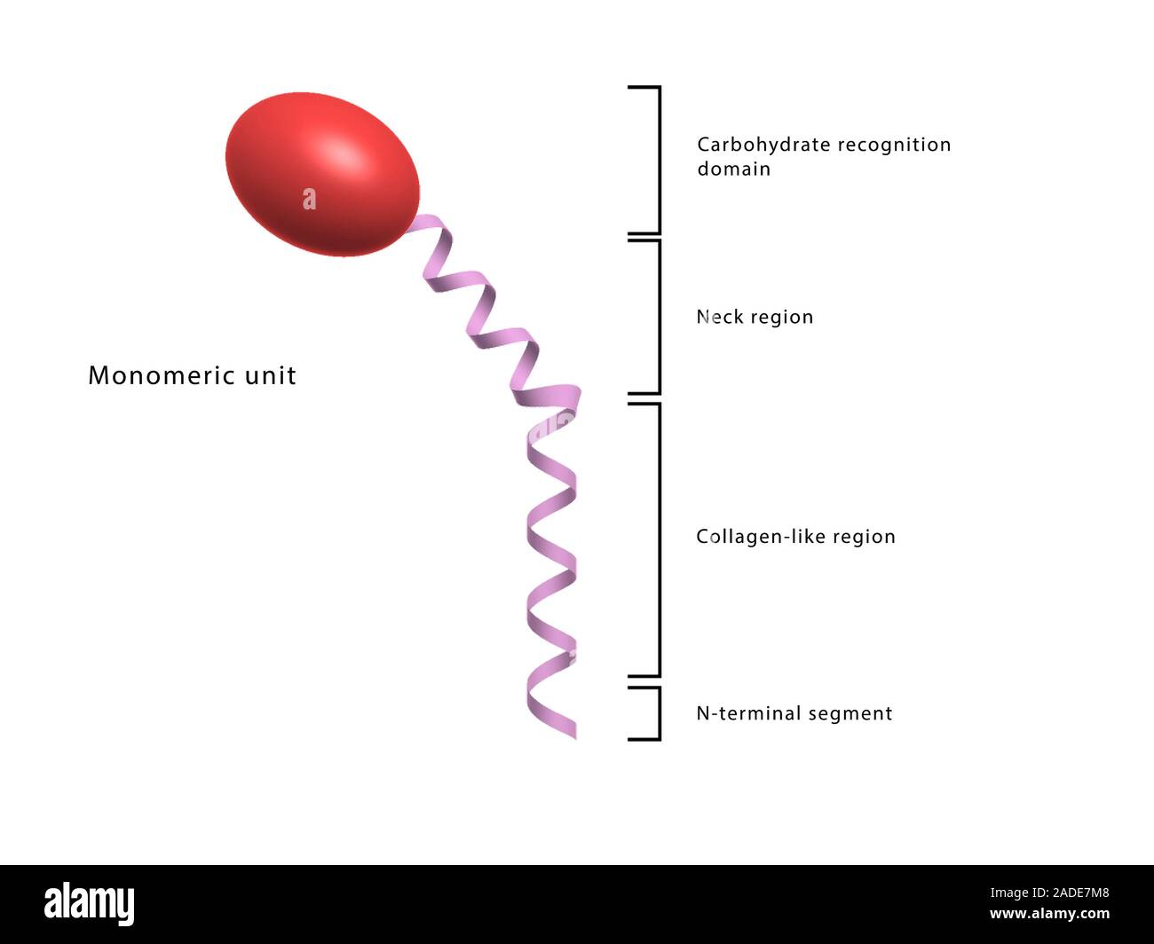 Surfactant protein A, illustration. This is one of the components of ...