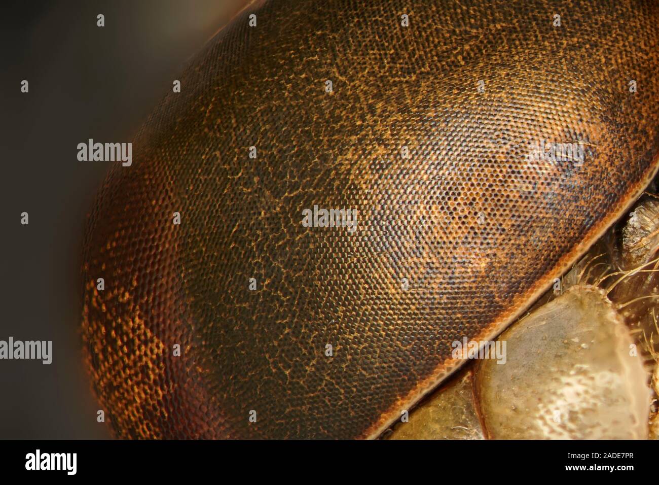 Compound eye of dragonfly. Macrophotograph of the compound eye of a ...