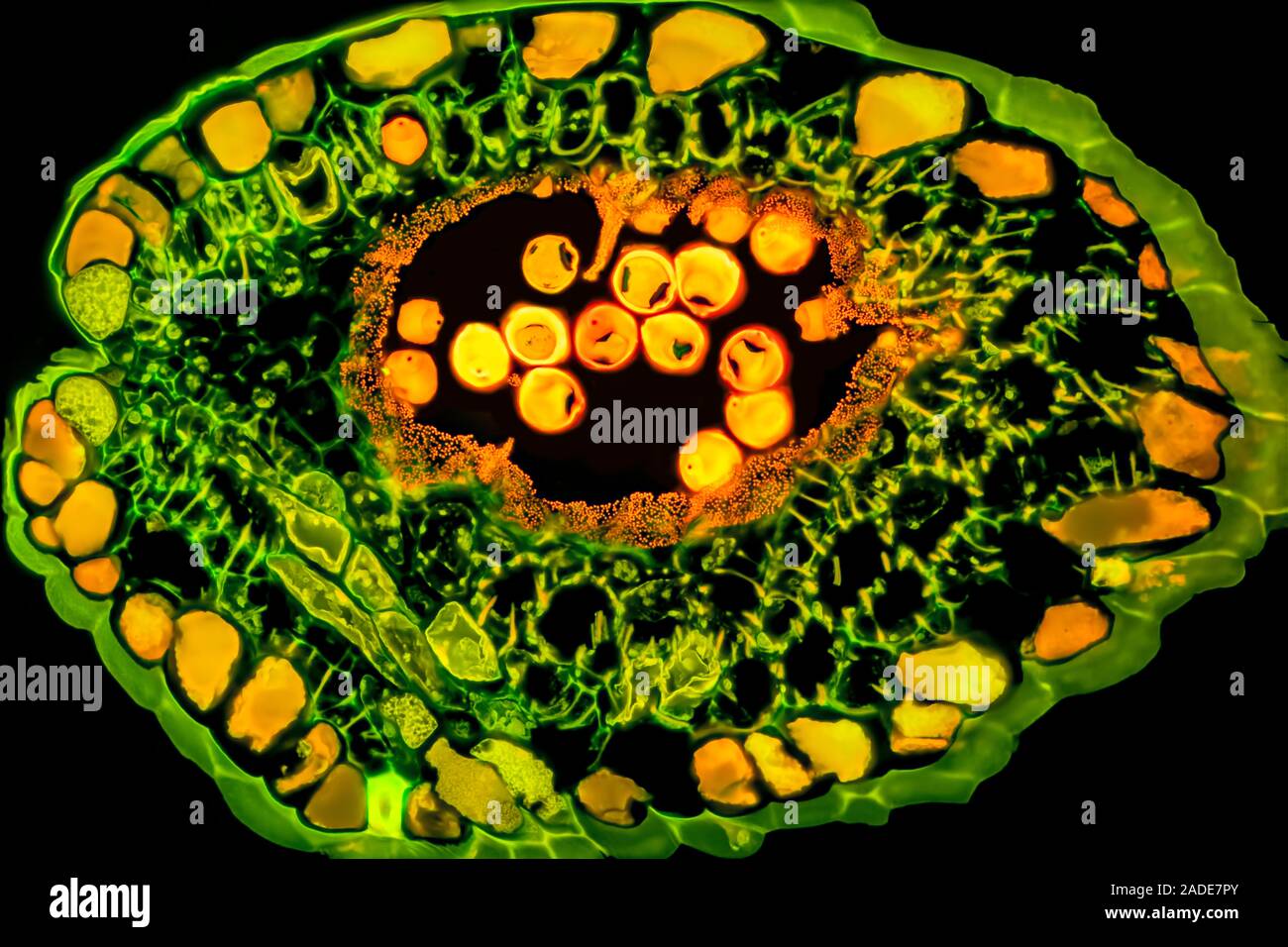 Fluorescent light micrograph of a cross-section through the flower of ...