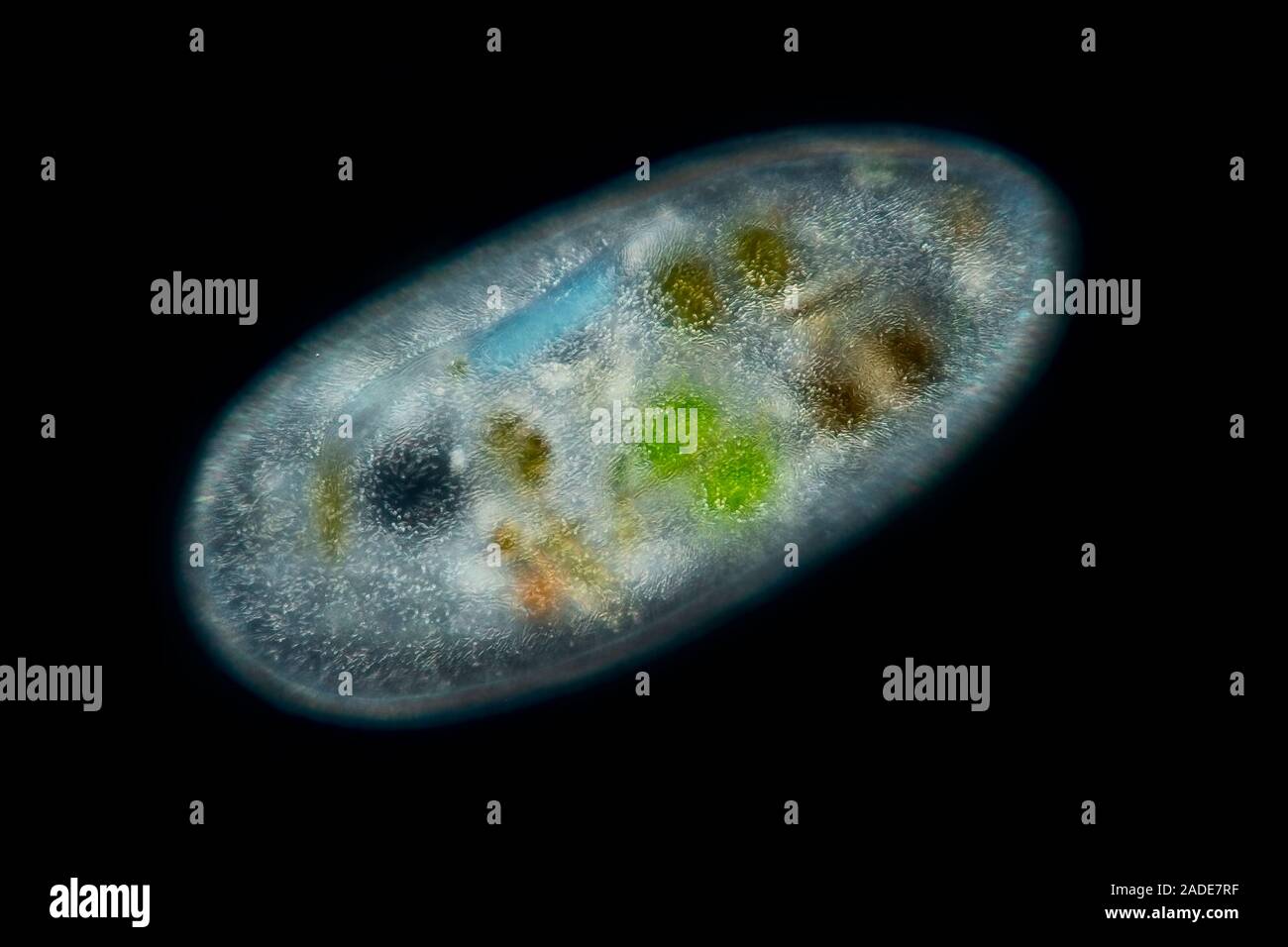 Frontonia sp. ciliate protozoan, light micrograph. A ciliate protozoan ...