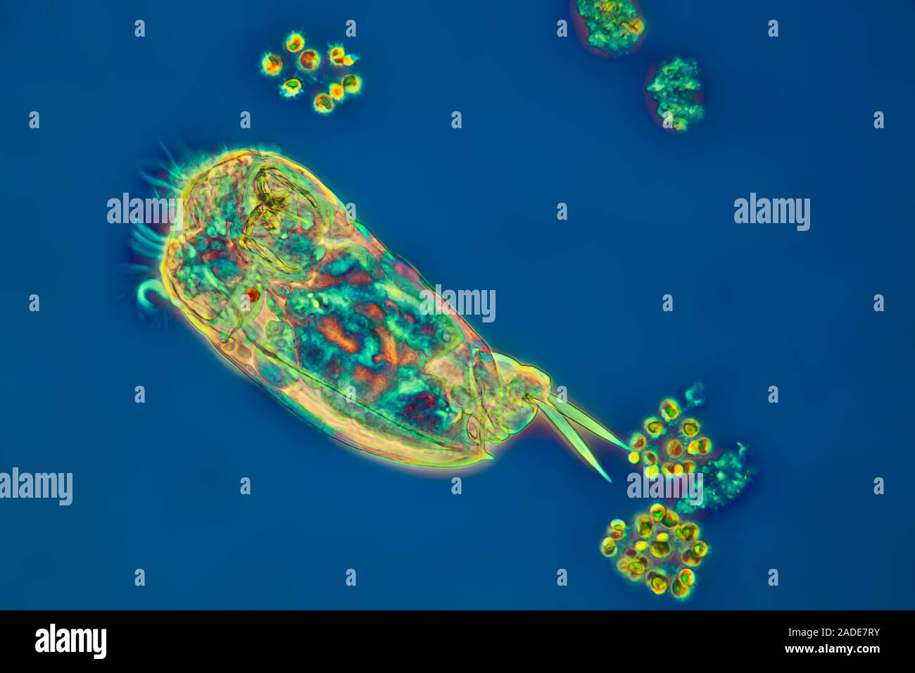 Rotifer Cephalodella sp., Light micrograph (Interphako contrast) of a ...