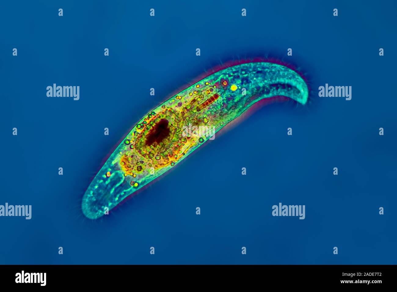 Loxodes sp., light micrograph (Interphako contrast). Loxodes is a genus ...