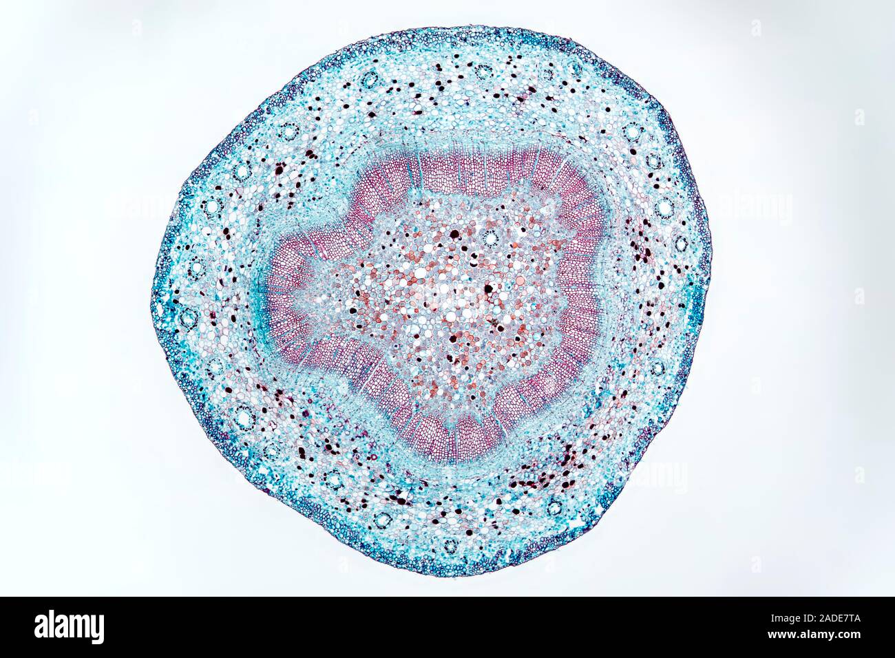 Ginkgo stem. Light micrograph of a cross-section through the Stem Of Ginkgo. Magnification: x100 ...