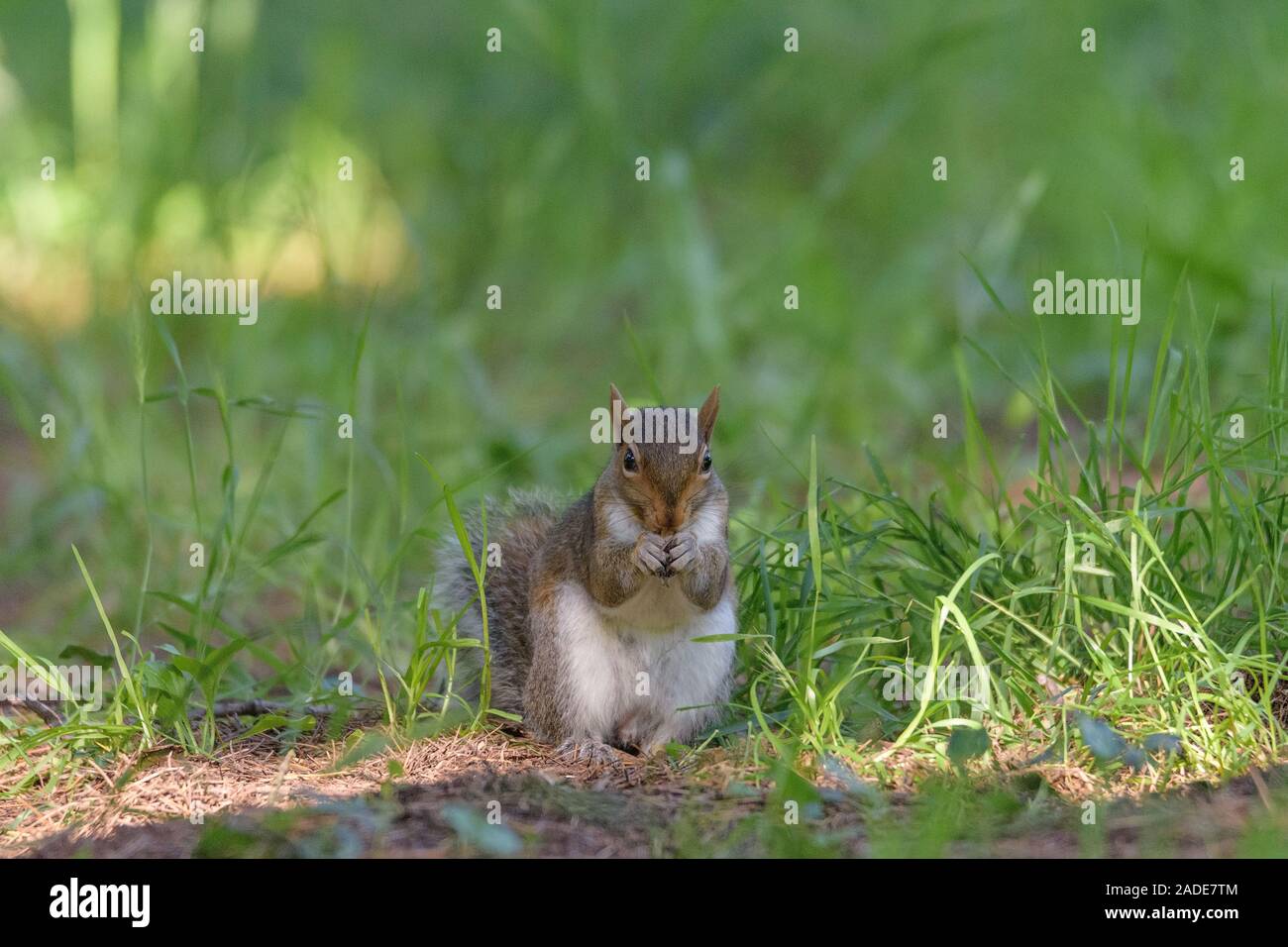 Portrait of Squirrel eating a peanut in a green meadow, horizontal ...