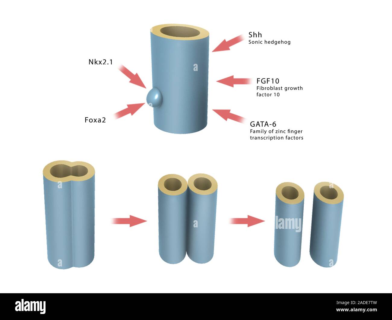 Development of throat and trachea, illustration. Left-to-right sequence ...