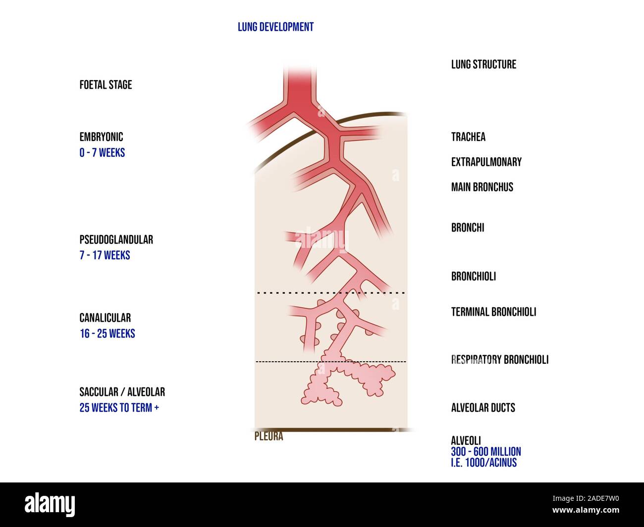 Stages of lung development, illustration. The lungs develop from around ...