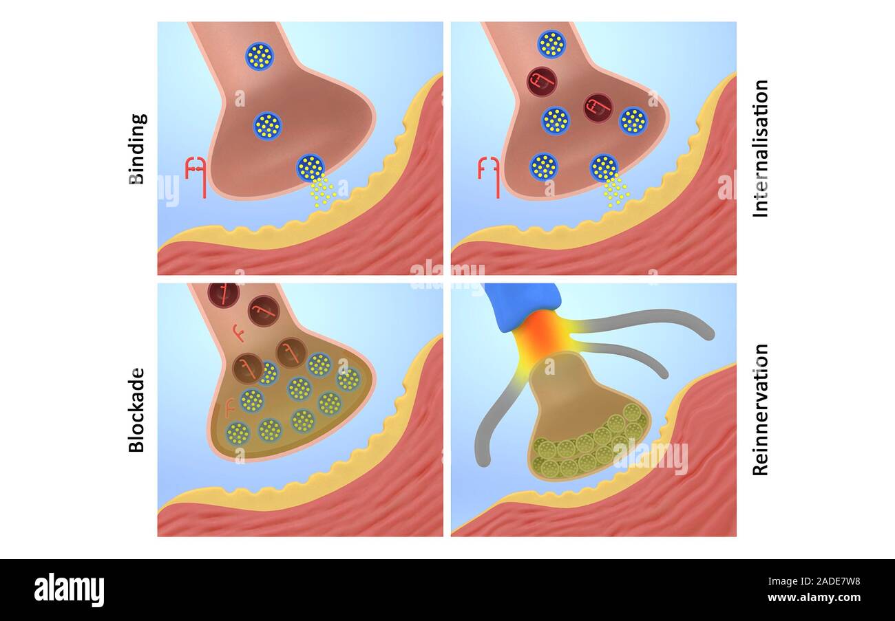 Synapse types, illustration. The junction between a nerve cell and ...