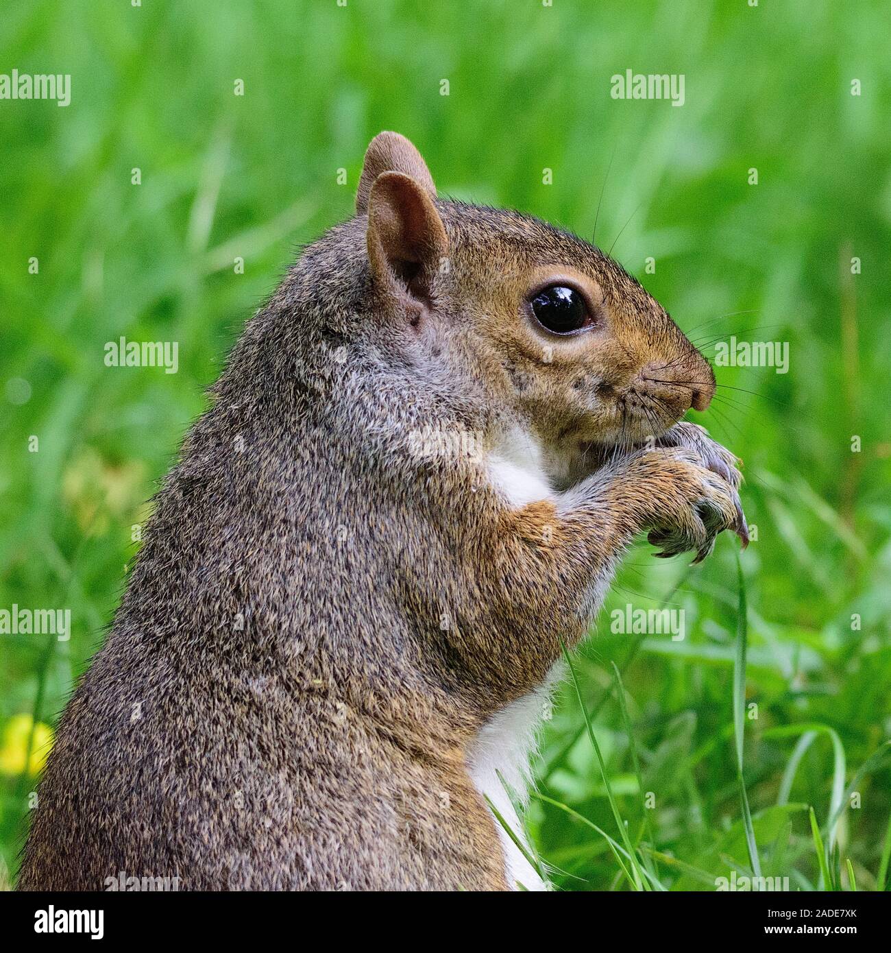 Portrait of Squirrel eating a peanut in a green meadow, square image ...